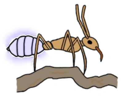Firefly Ants | Hollowbrooks Wiki | Fandom