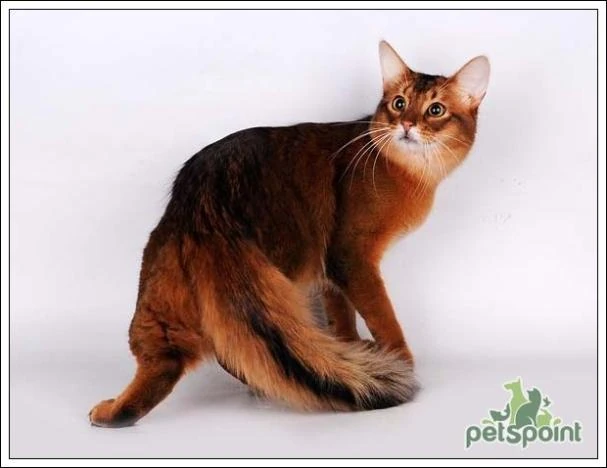 Lilypaw | HollowClan RPG Wiki | Fandom