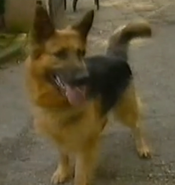 Sheba (dog) | Hollyoaks Wiki | Fandom