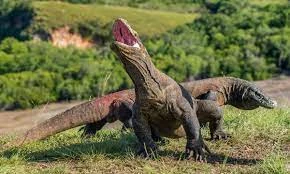 Komodo Dragon | HOLOCENE Mobile Wiki | Fandom