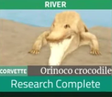 Orinoco River Animals