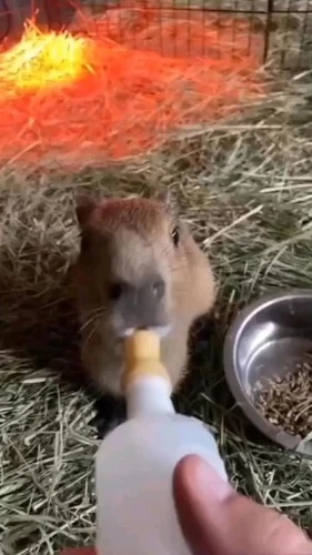 Testing | Holy War X Wiki | Fandom