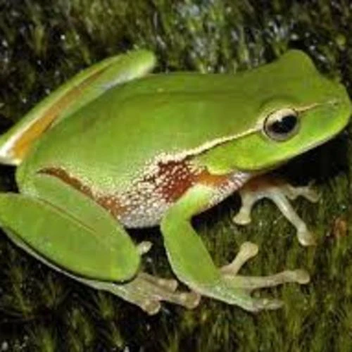 Jazz, For Frogs | HOME Wiki | Fandom