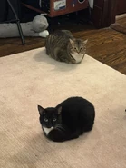 Randy Goffe | HOME Wiki | Fandom