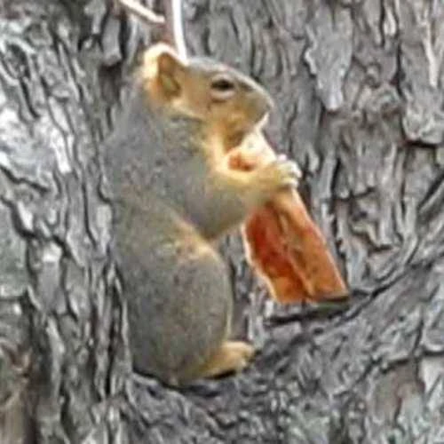 Squirrel Eating Pizza Theme | HOME Wiki | Fandom