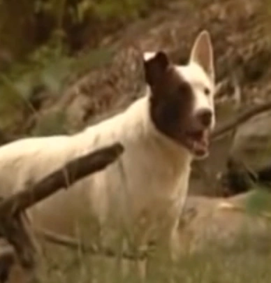 Eric the dog | Home And Away Soap Opera Wiki | Fandom