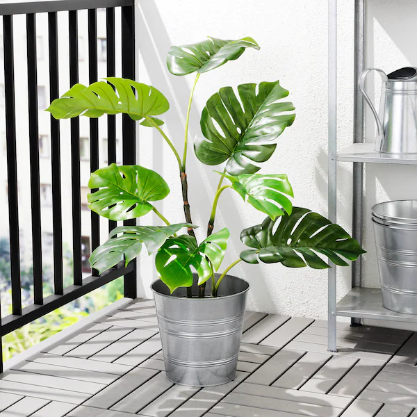 Plants List | Home Decor Wiki | Fandom