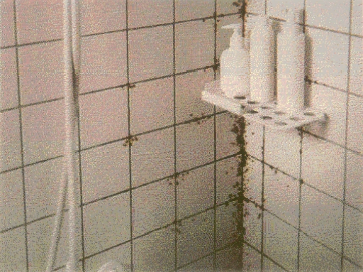 Black Mold | Home Safety Hotline Wiki | Fandom