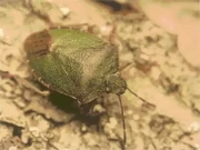 Bed Bugs | Home Safety Hotline Wiki | Fandom
