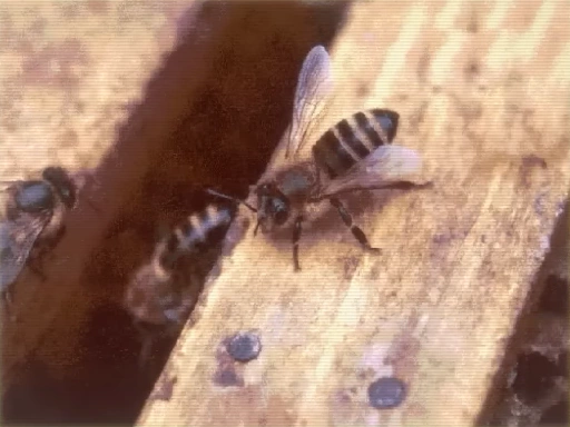 Bees | Home Safety Hotline Wiki | Fandom