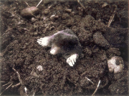 Mole | Home Safety Hotline Wiki | Fandom