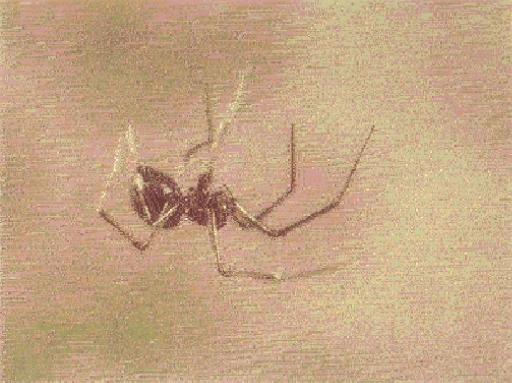 House Spider | Home Safety Hotline Wiki | Fandom