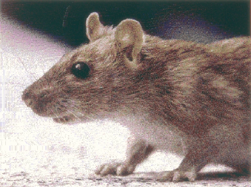 Mice | Home Safety Hotline Wiki | Fandom