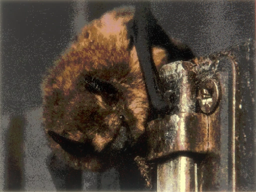 Bat | Home Safety Hotline Wiki | Fandom