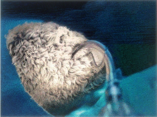 Winter Fur | Home Safety Hotline Wiki | Fandom