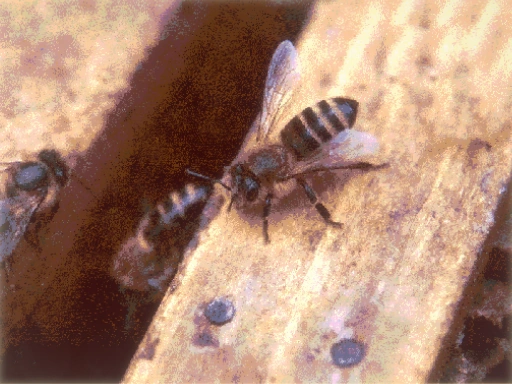 Bees | Home Safety Hotline Wiki | Fandom