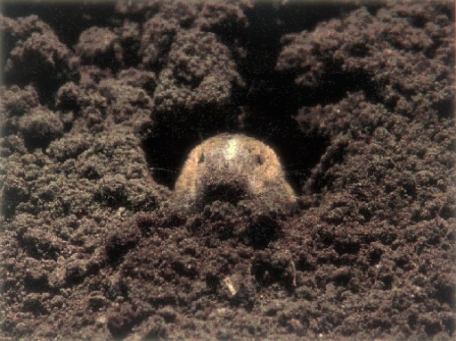 Gopher | Home Safety Hotline Wiki | Fandom