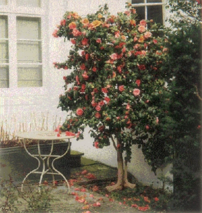 False Rose Bush | Home Safety Hotline Wiki | Fandom