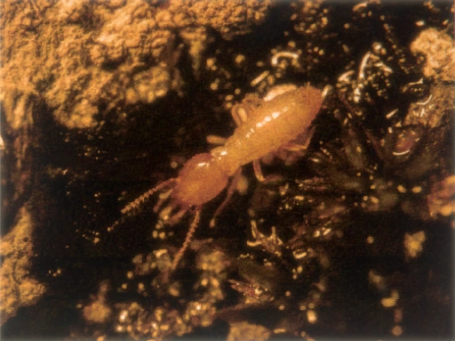 Termites | Home Safety Hotline Wiki | Fandom