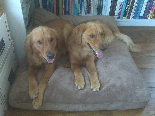 Bed | Home Wiki | Fandom