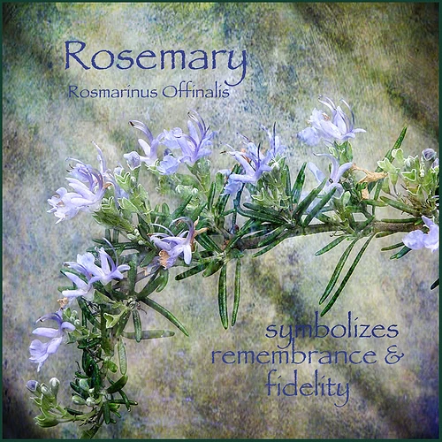 Rosemary | Home Wiki | Fandom
