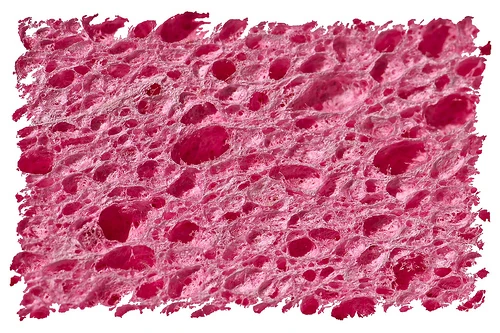 Sponge | Home Wiki | Fandom