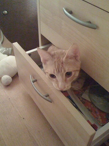 Drawer | Home Wiki | Fandom