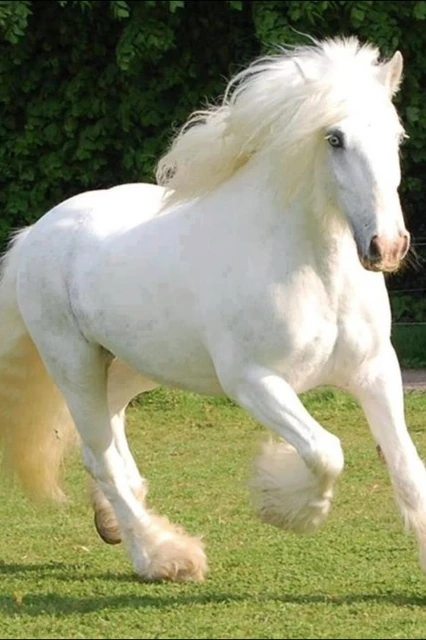 Integra (Granite War Horse) | Homeless Heathens Wiki | Fandom