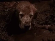 Shadow | Homeward Bound Wiki | Fandom