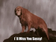 Shadow | Homeward Bound Wiki | Fandom