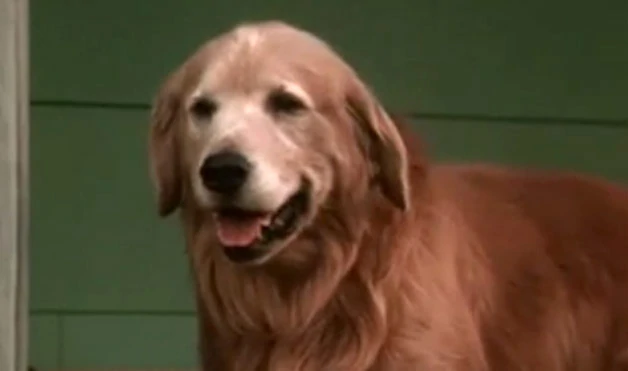 Category:Homeward Bound characters | Homeward Bound Wiki | Fandom