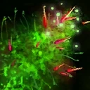 Bramble/PBT - Heroes of Newerth Wiki