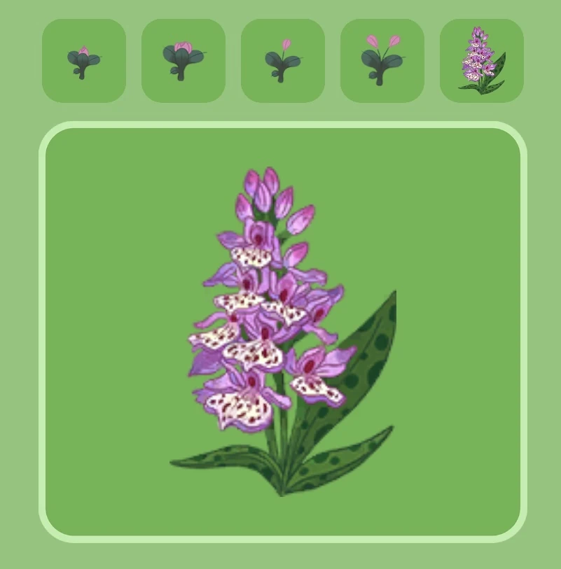 Spotted Orchid | Honey Grove by Runaway Wiki | Fandom