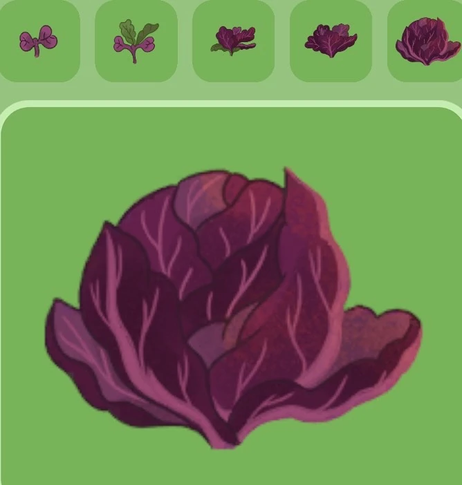 Red Cabbage Plant | Honey Grove by Runaway Wiki | Fandom
