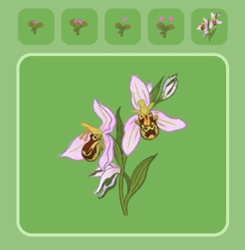 Bee Orchid | Honey Grove by Runaway Wiki | Fandom