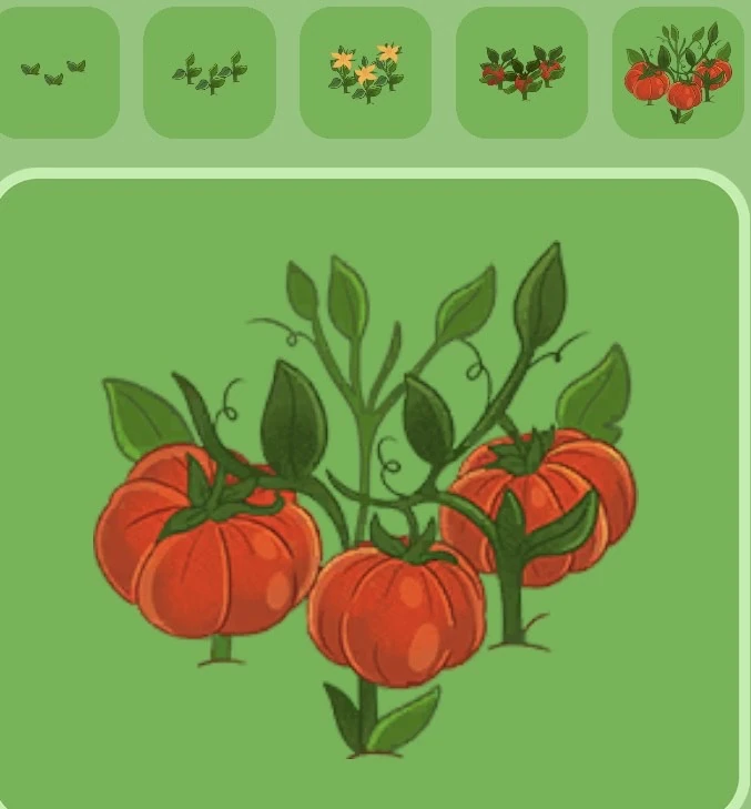 Beef Tomato | Honey Grove by Runaway Wiki | Fandom