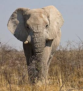 Elephant | Honorverse | Fandom