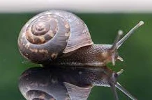 The Immortal Snail | Hoop.angel Wiki | Fandom