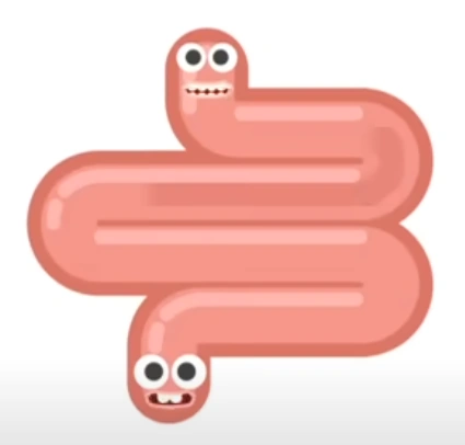 Digestive and Excretory | Hopscotch Songs Wiki | Fandom