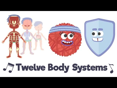 Twelve Body Systems Song | Hopscotch Songs Wiki | Fandom