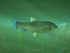 Carp | Horizon Wiki | Fandom