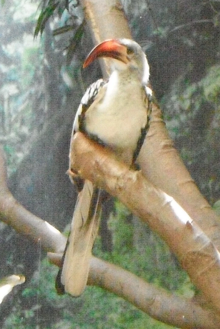 Red-billed Hornbill | Hornbill and toucan Wiki | Fandom