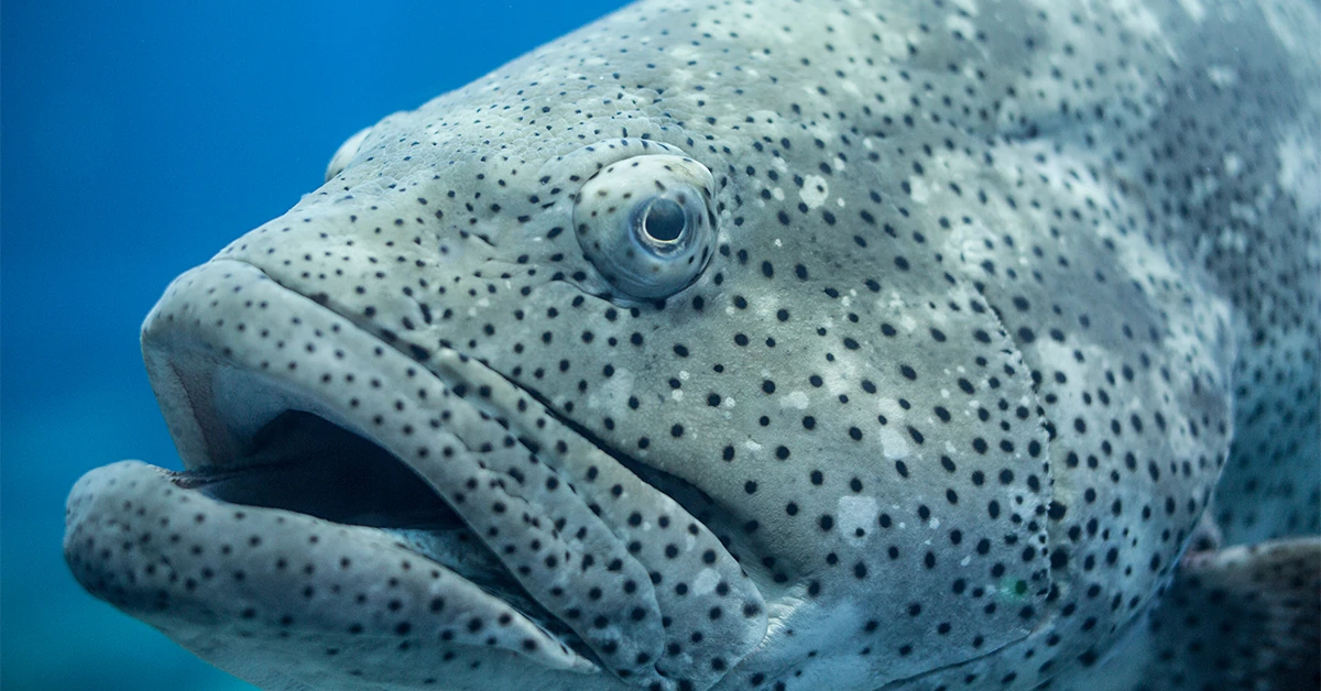 Jewfish | Horrible Histories Wiki | Fandom