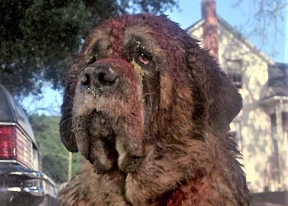 Cujo | Horror killers Wiki | Fandom