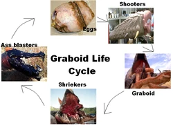 Tremors Graboid Evolution