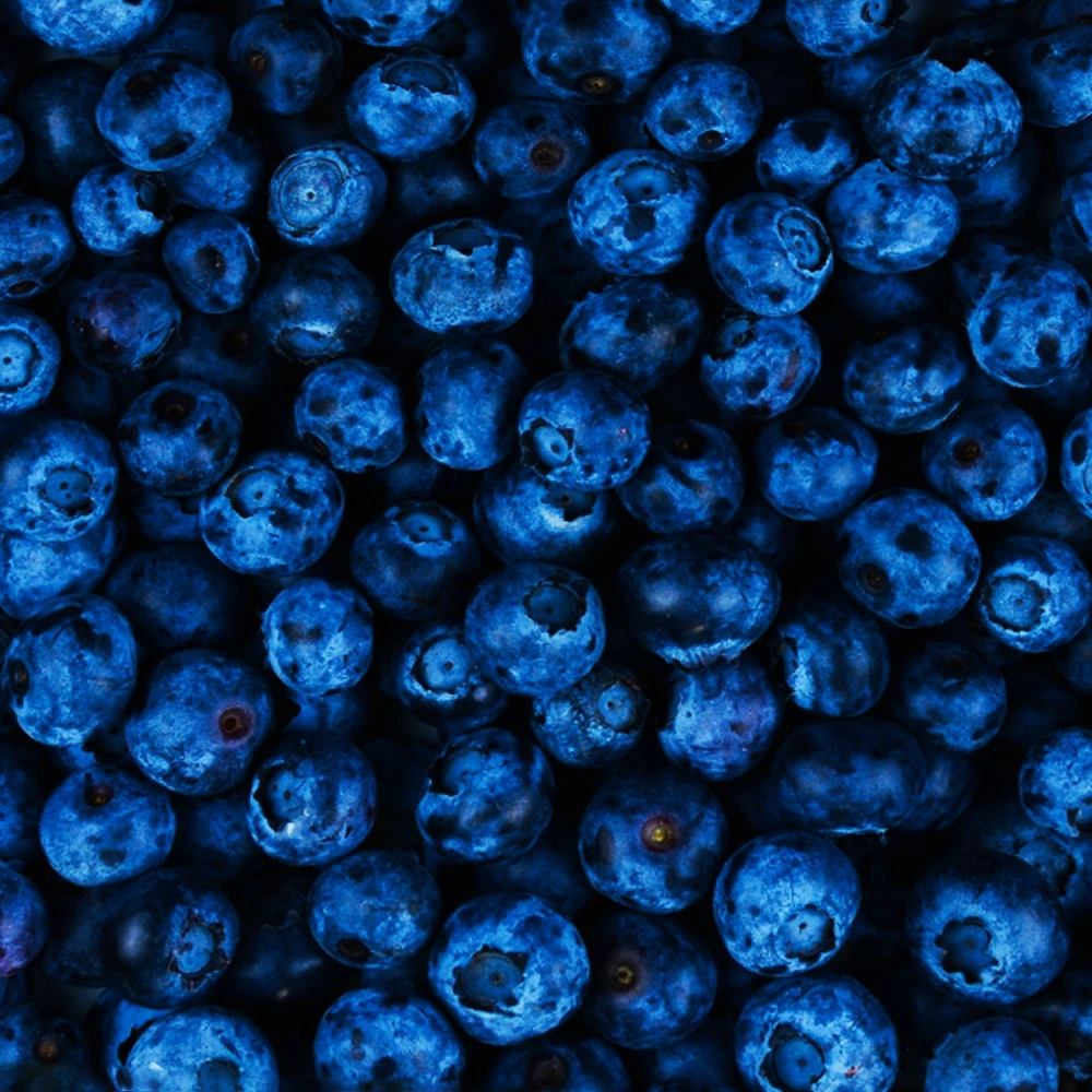 Blueberry Theme | Horse Life Wiki | Fandom