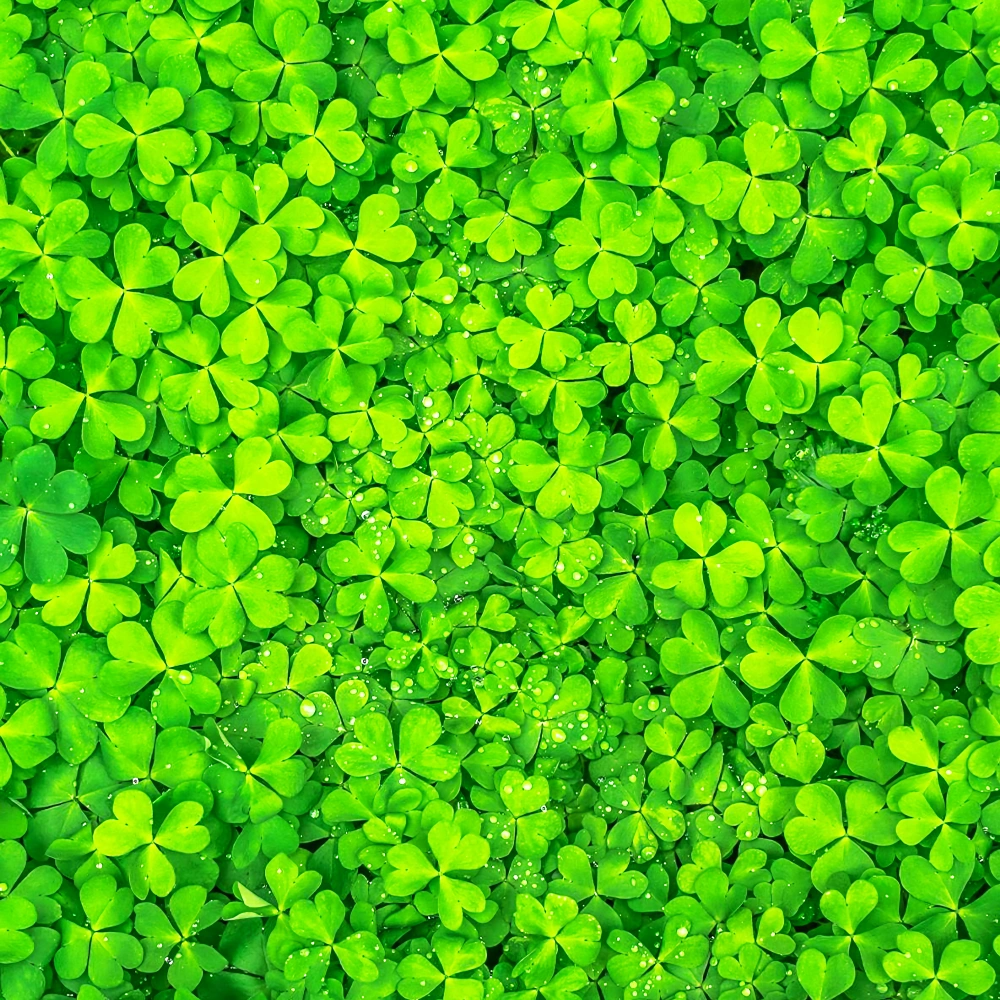 Clover Theme | Horse Life Wiki | Fandom