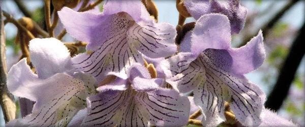 Kiri tree | Horseheart hills Wiki | Fandom