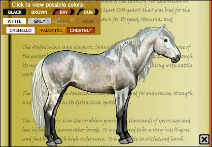 Black Azteca Horse