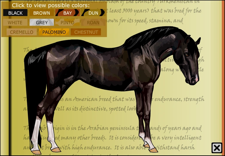 Morab | Horse Isle 1 Wiki | Fandom
